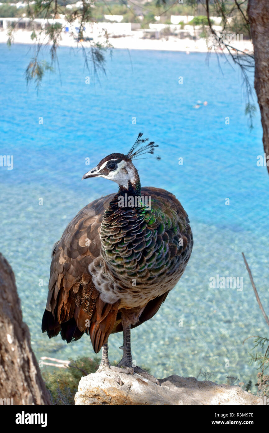 Female peahen hi-res stock photography and images - Alamy