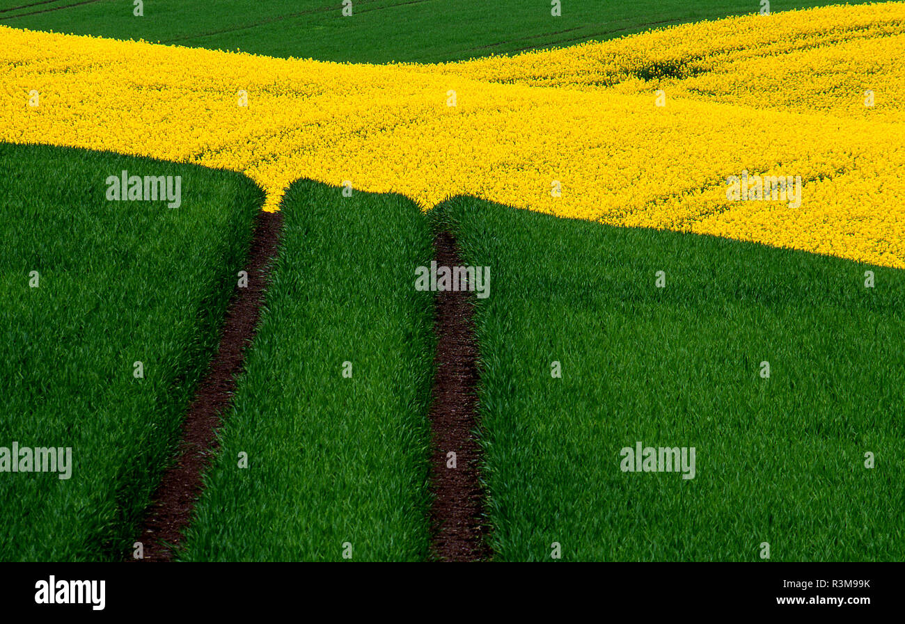 Â field structure with tractor track Stock Photo - Alamy