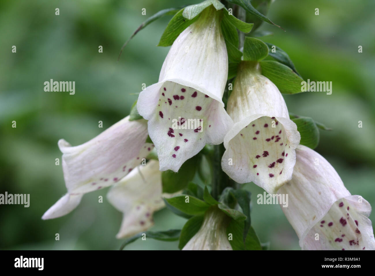 White means pure hi-res stock photography and images - Alamy