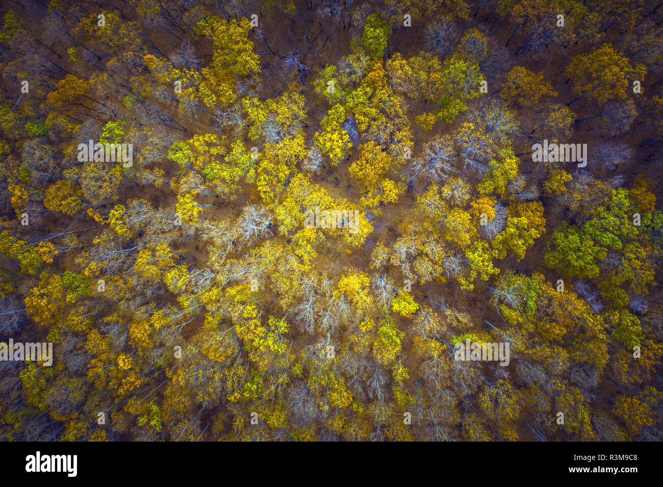 Aerial shot above meadow trees hi-res stock photography and images - Alamy