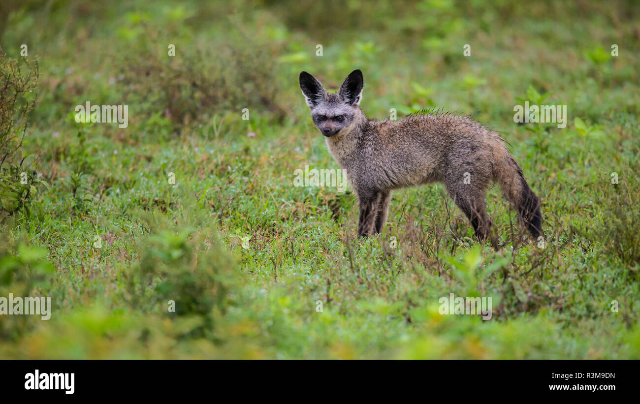 Africa. Tanzania. Bat-eared fox (Otocyon megalotis) at Serengeti ...