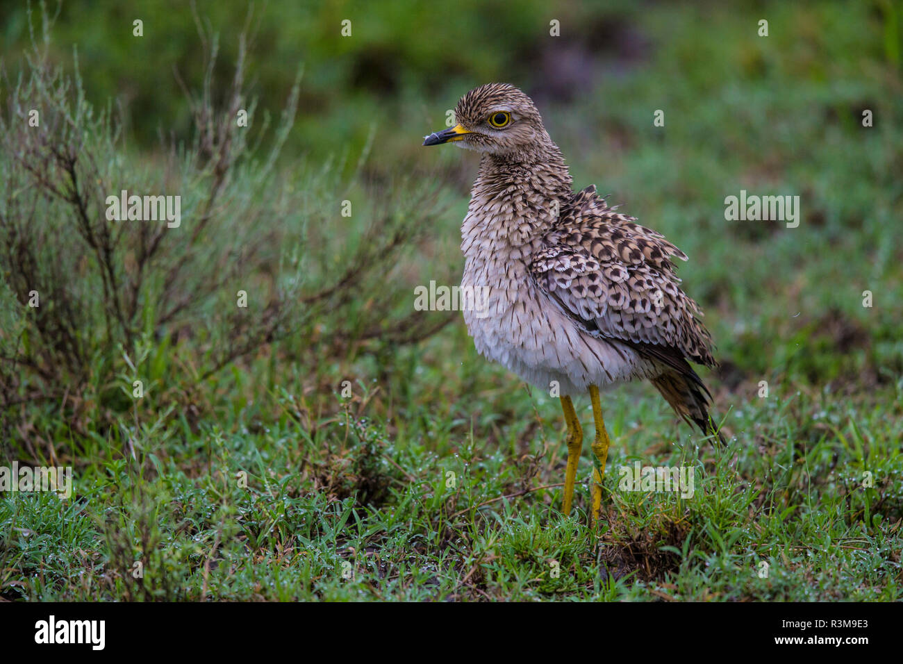 Africa. Tanzania. Spotted thick-knee (Burhinus capensis) in Serengeti ...