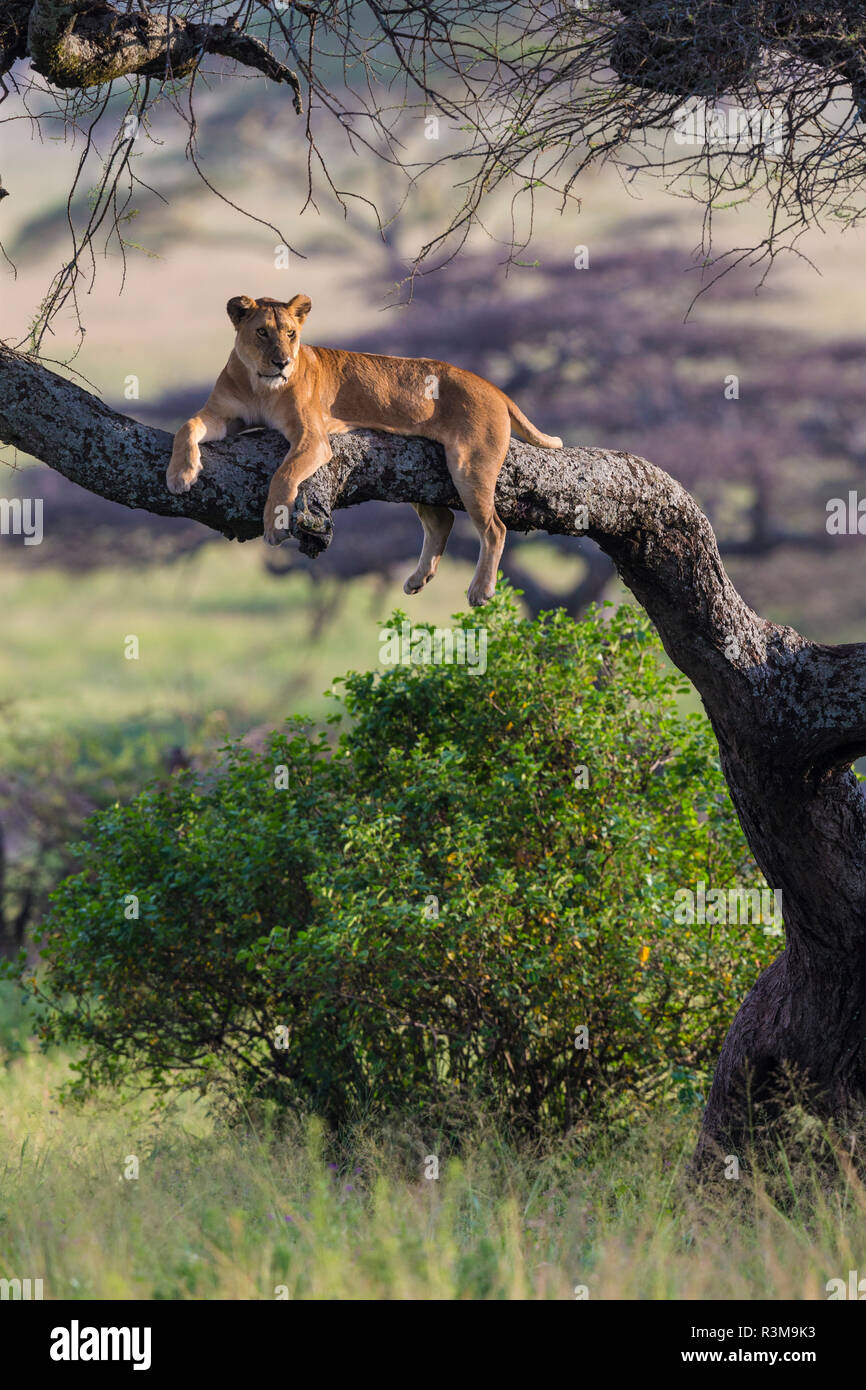 Female panthera leo hi-res stock photography and images - Alamy