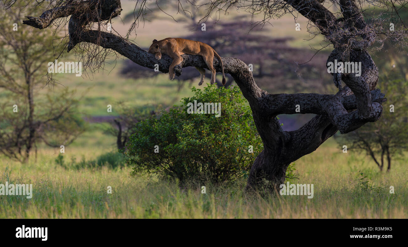 Africa. Tanzania. African lion female (Panthera Leo) sleeping in a tree, Serengeti National Park ...