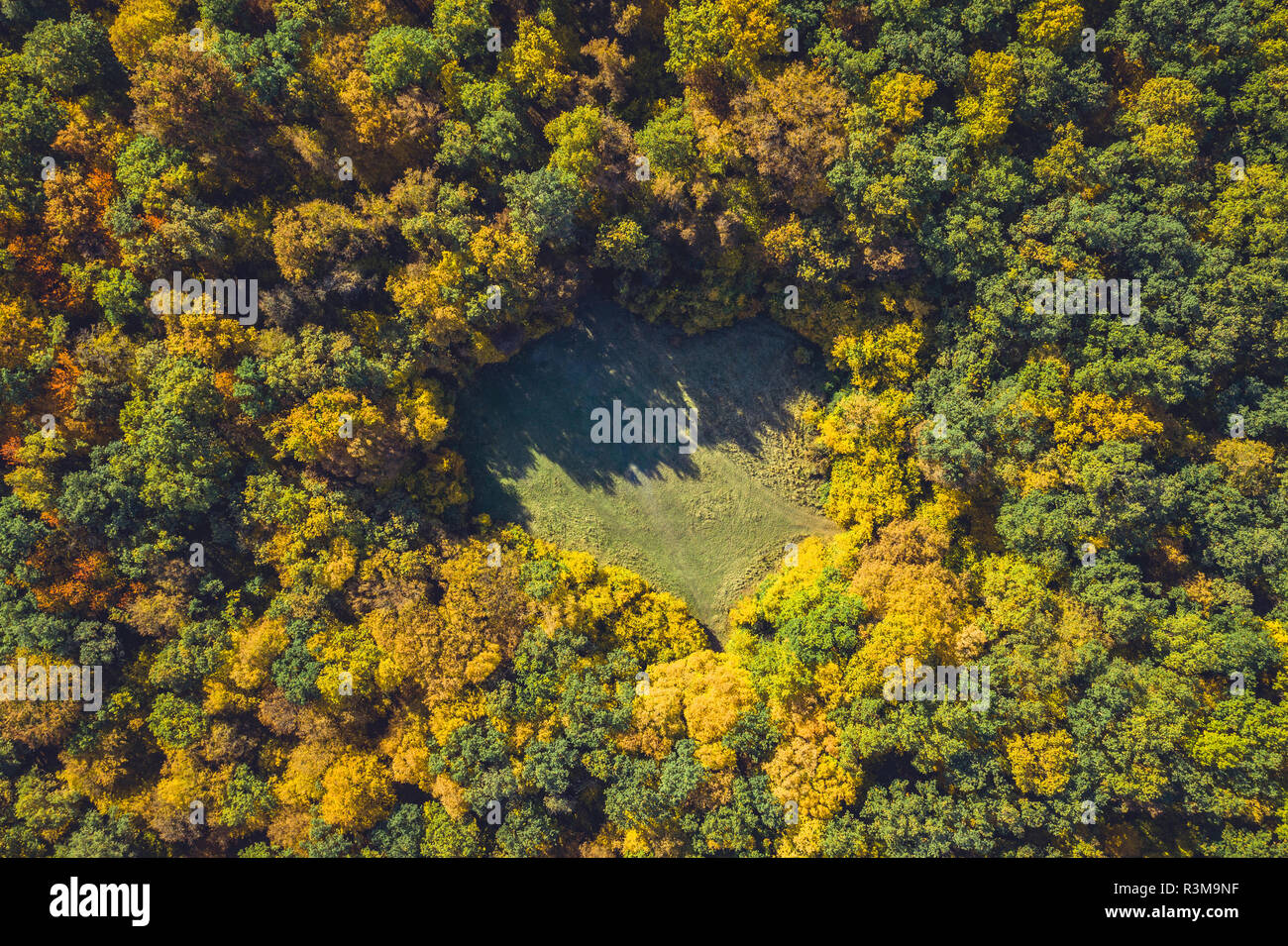 Hoia baciu forest hi-res stock photography and images - Alamy