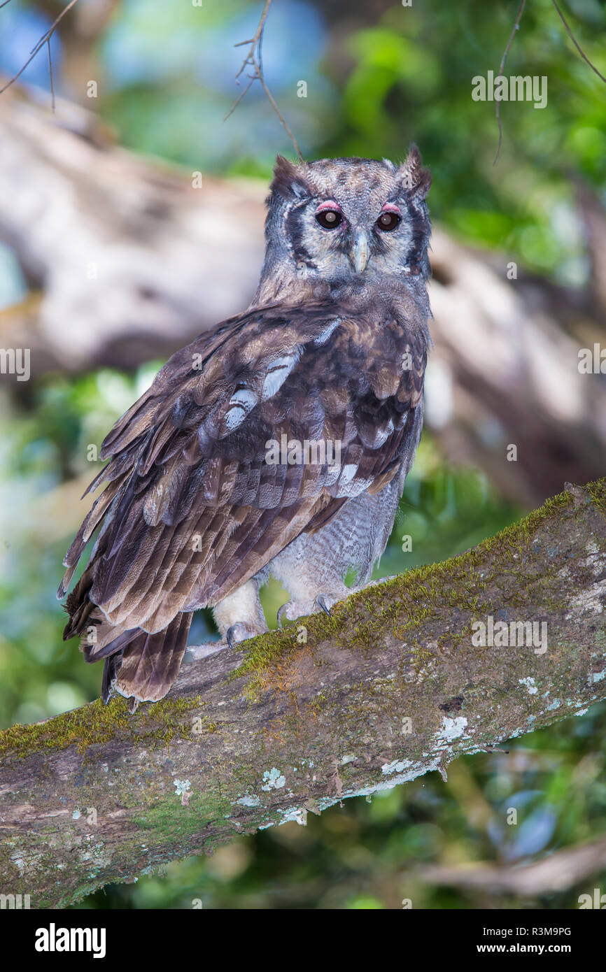 Africa. Tanzania. Verreaux's eagle-owl (Bubo lacteus) in Serengeti ...