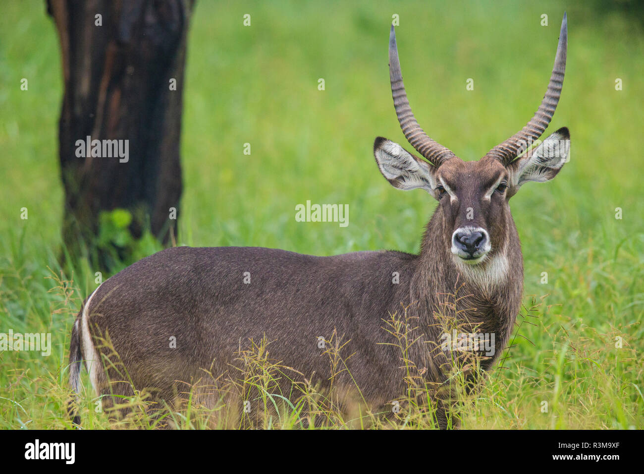 Africa. Tanzania. Waterbuck (Kobus ellipsiprymnus), a large antelope ...