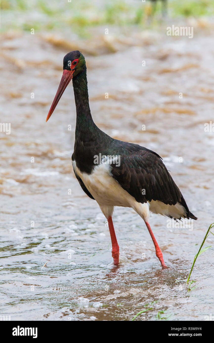 Stork tanzania hi-res stock photography and images - Alamy