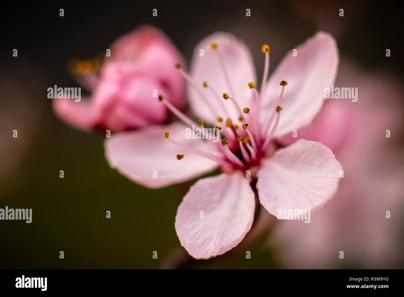 Filigree flower hi-res stock photography and images - Alamy