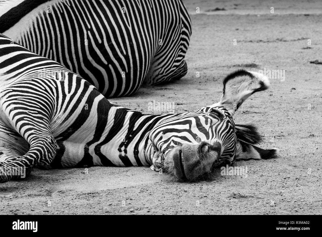 Stripe zebra Black and White Stock Photos & Images - Alamy