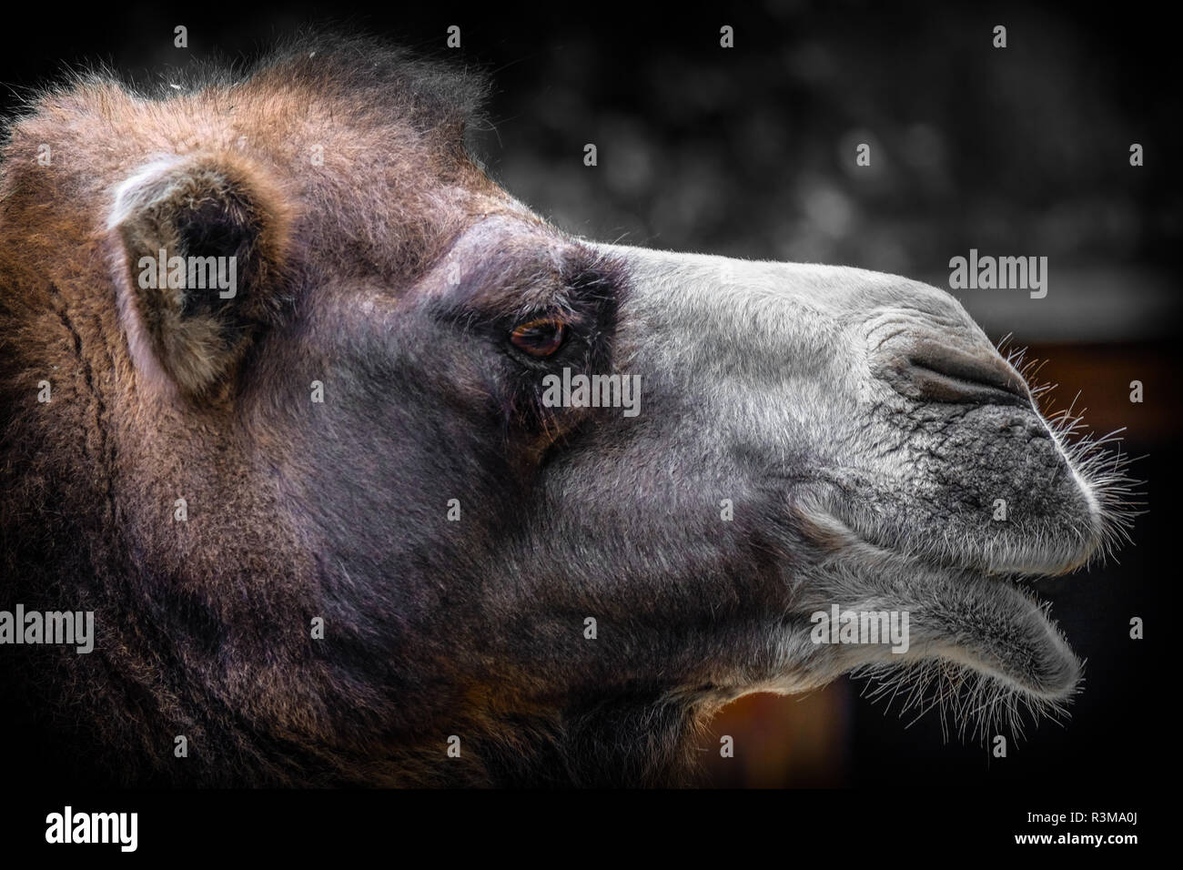 Detailed profile of an arabian camel Stock Photo - Alamy