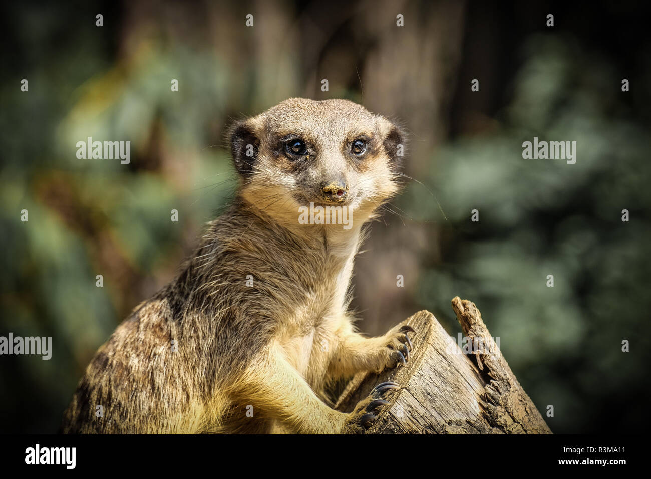 African cute meerkat guarding his territory Stock Photo - Alamy
