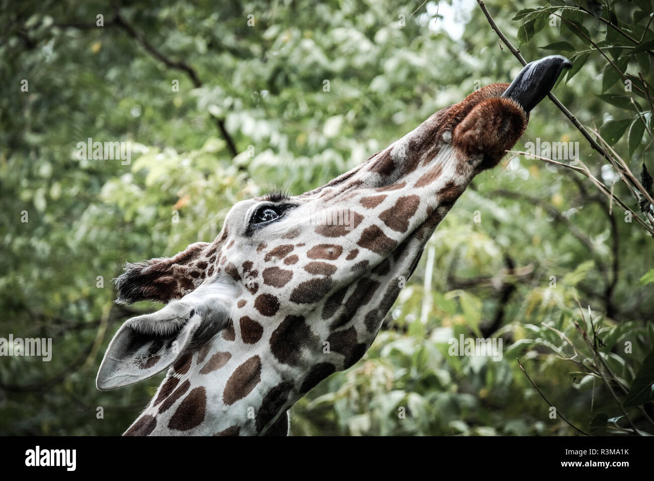 Giraffe Blue Tongue