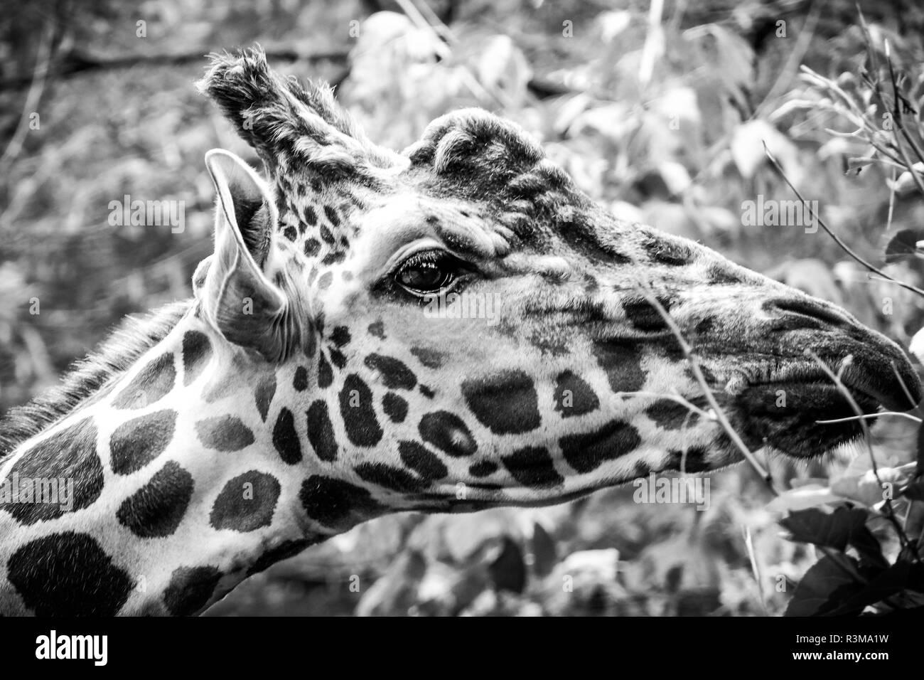 Grumpy giraffe hi-res stock photography and images - Alamy