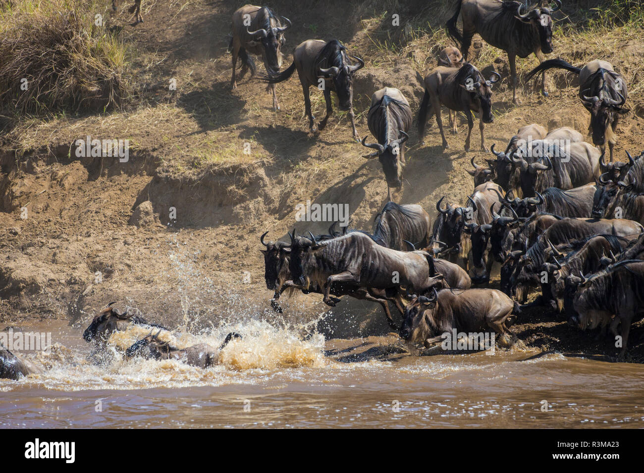 Africa. Tanzania. Wildebeest herd crossing the Mara River during the ...