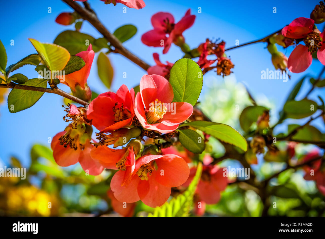 Beautiful red apple blossoms in front of clear blue sky Stock Photo - Alamy