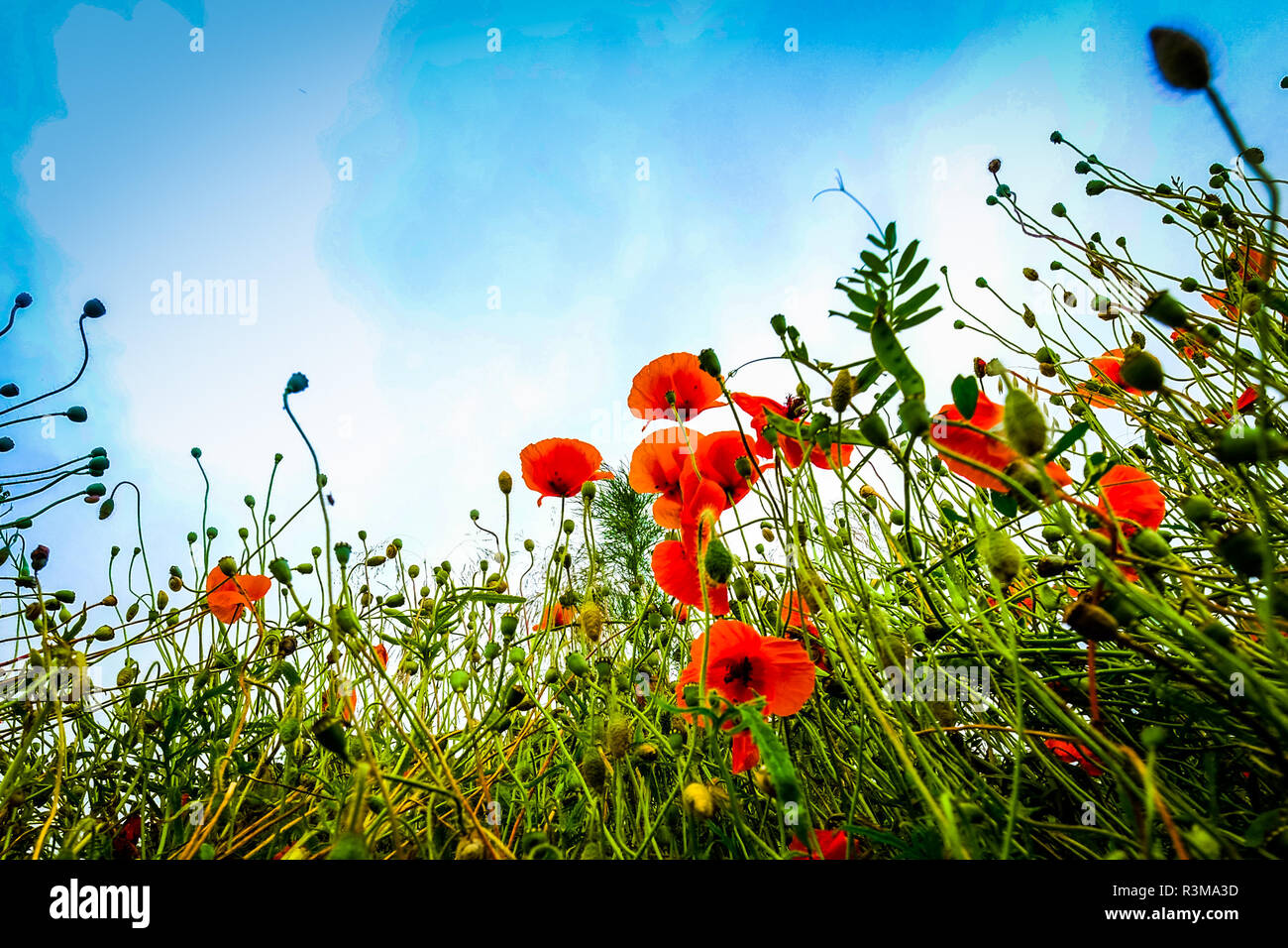 Worm s eye hi-res stock photography and images - Alamy