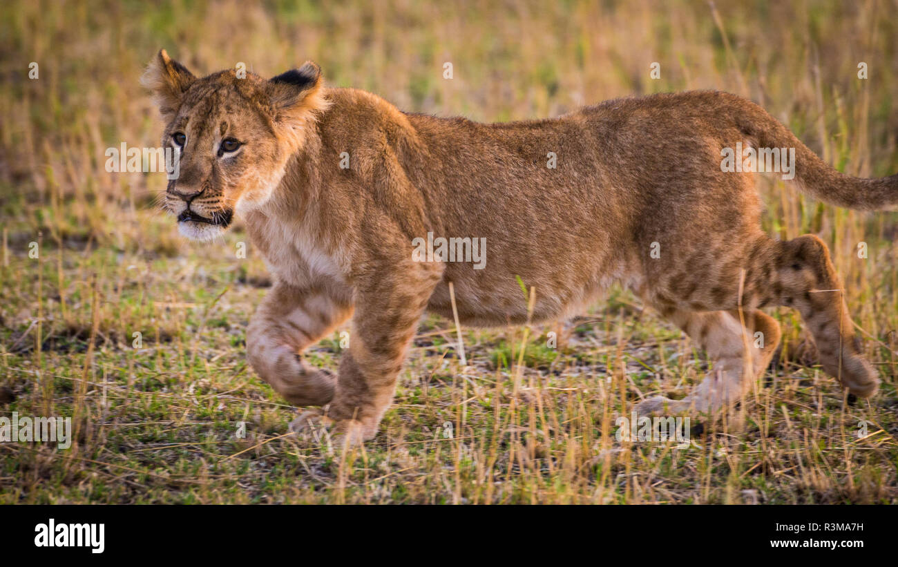 Africa. Tanzania. African lion cub (Panthera Leo), Serengeti National ...