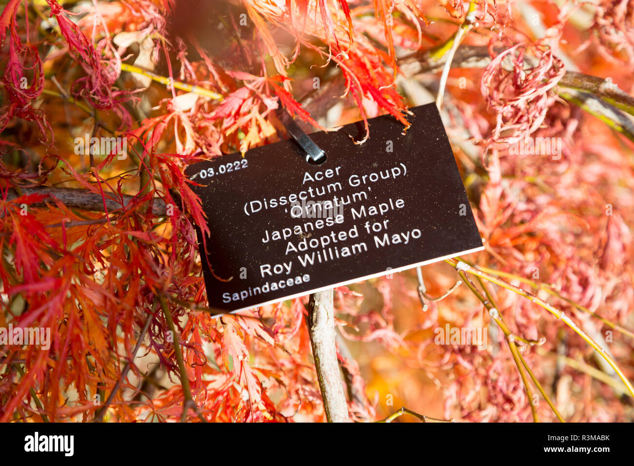 Tree species identification label, National arboretum, Westonbirt ...