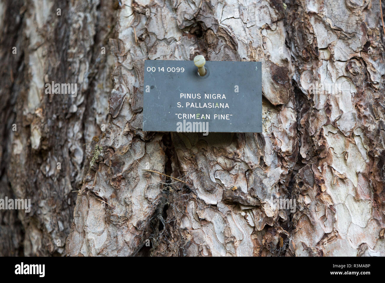 Tree species identification label, National arboretum, Westonbirt ... Tree species identification label, National arboretum, Westonbirt ...