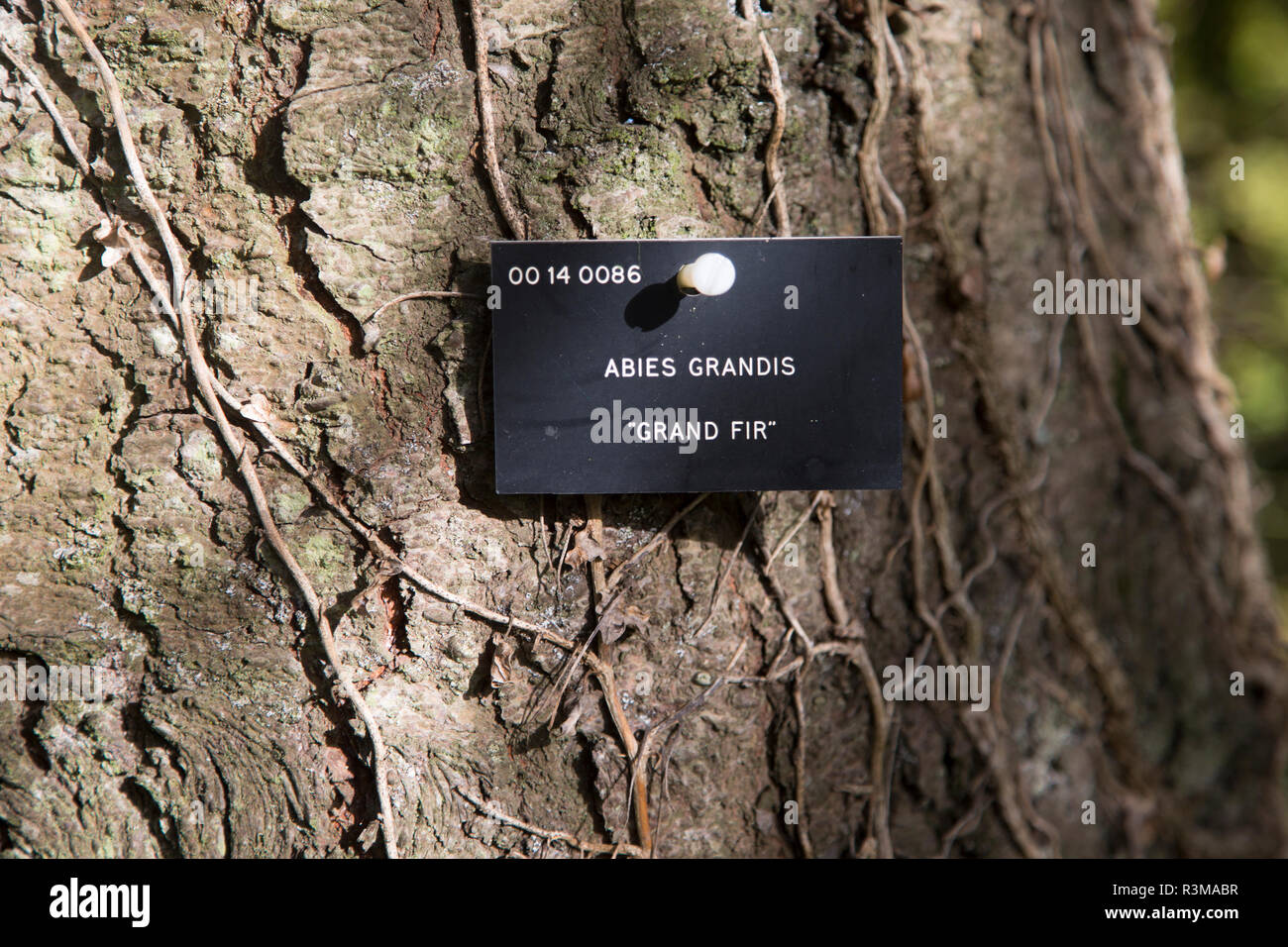Tree species identification label, National arboretum, Westonbirt ...