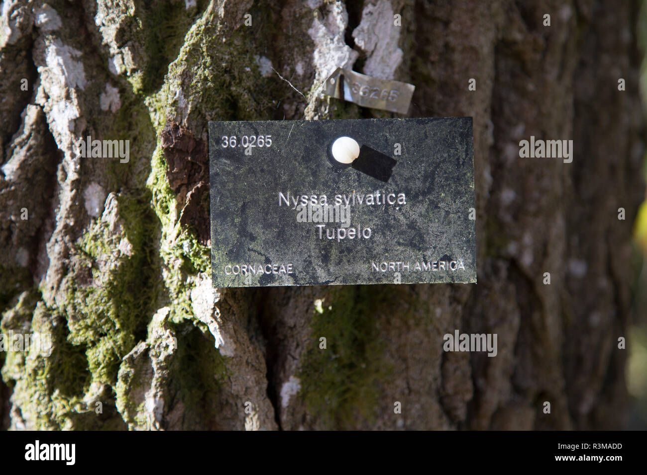 Tree species identification label, National arboretum, Westonbirt ...