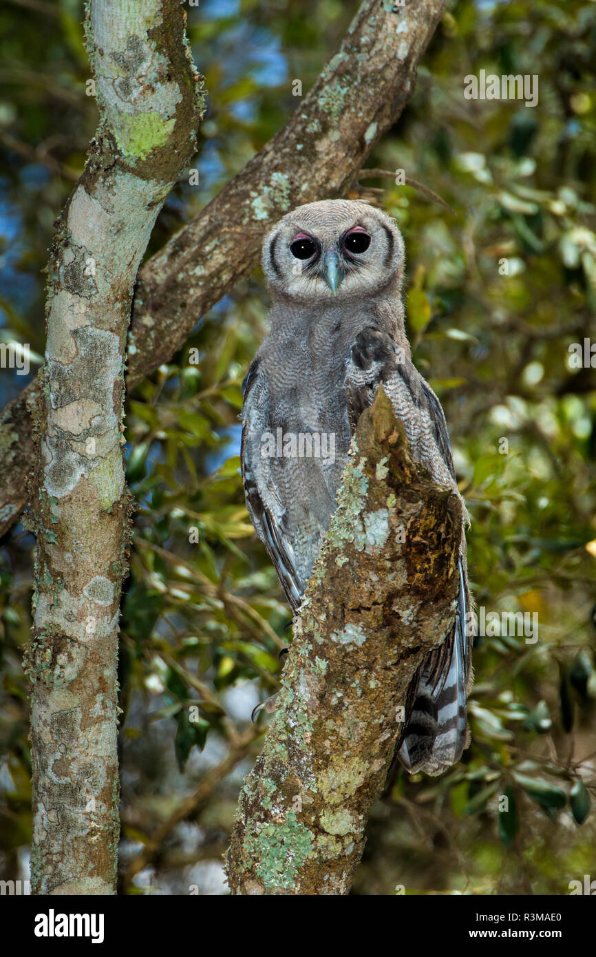 Africa. Tanzania. Verreaux's eagle-owl (Bubo lacteus) in Serengeti ...
