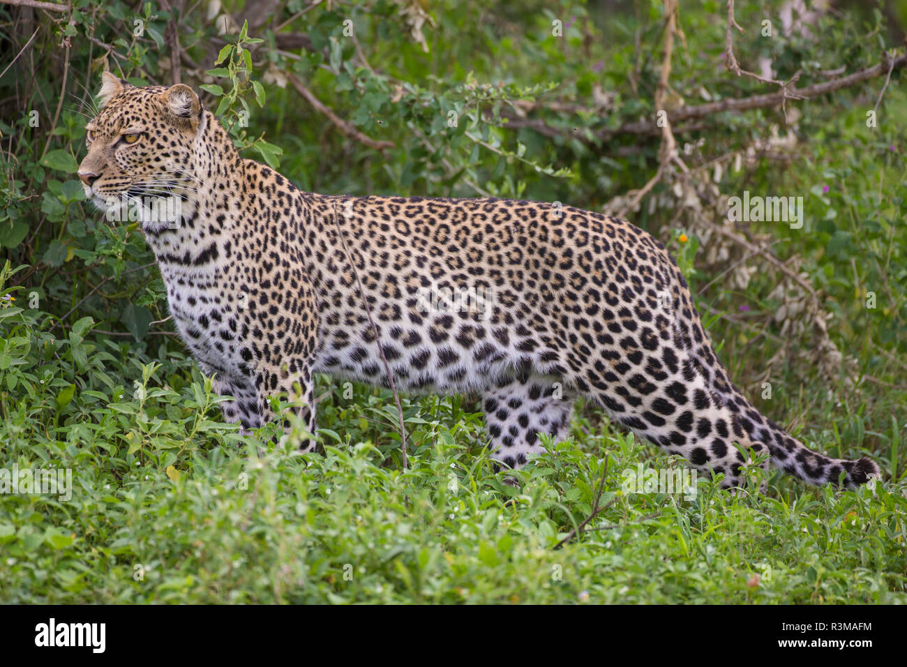 Africa. Tanzania. African leopard (Panthera pardus) stalking prey ...