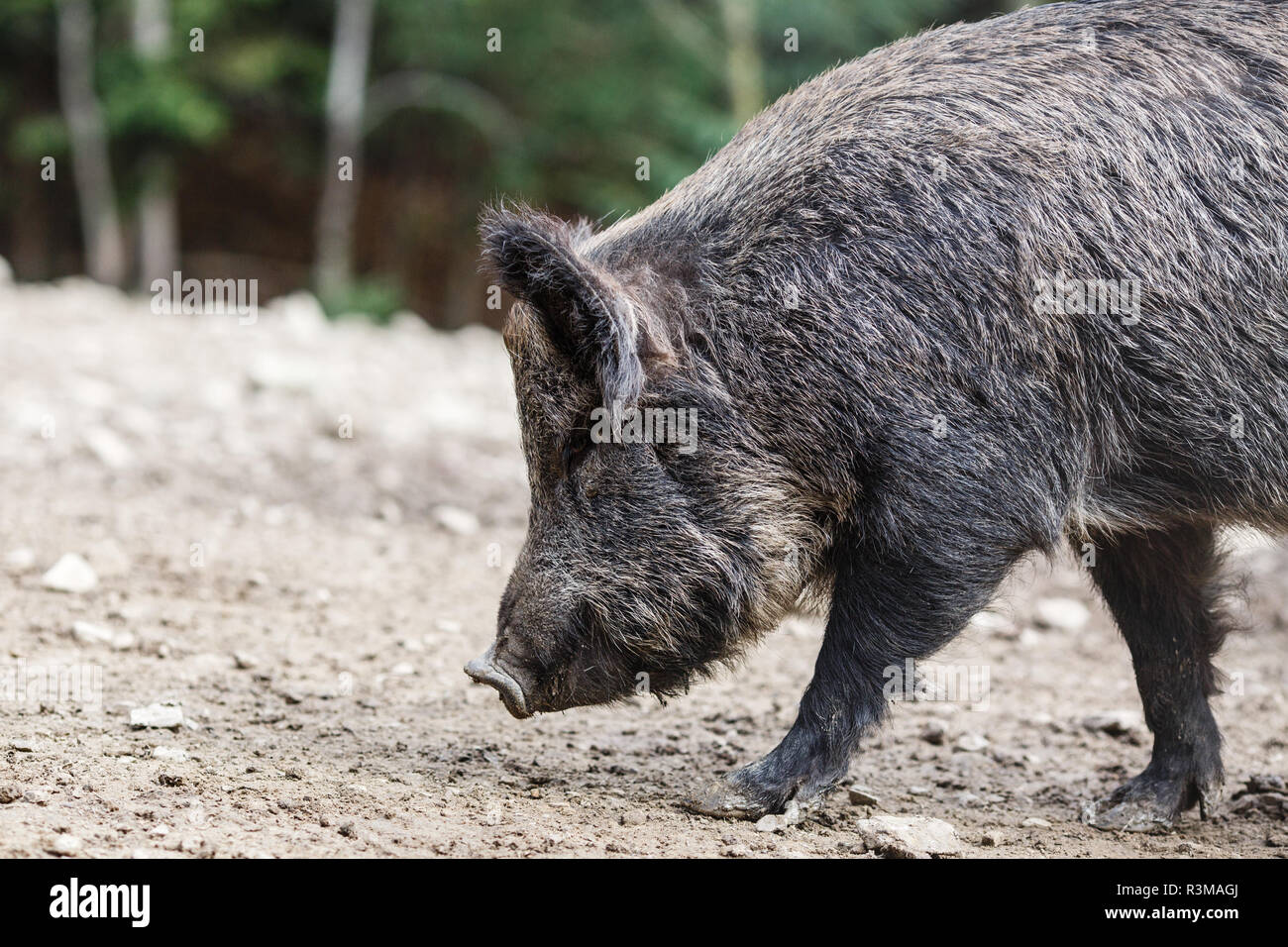 Wildpig hi-res stock photography and images - Alamy