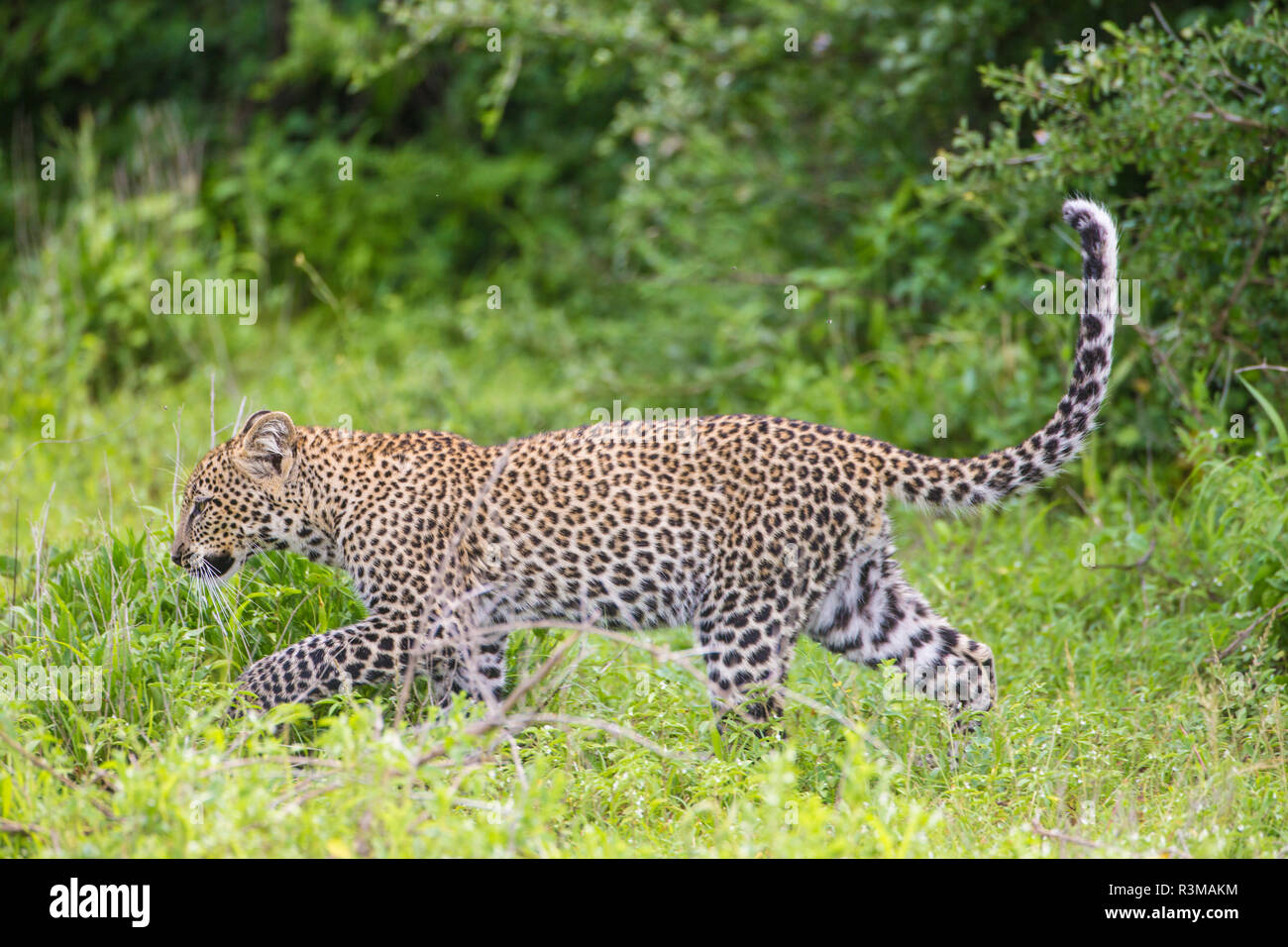 Africa. Tanzania. Juvenile African leopard (Panthera pardus) stalking ...