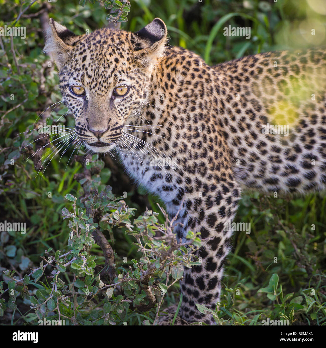 Africa. Tanzania. African leopard (Panthera pardus) stalking prey ...