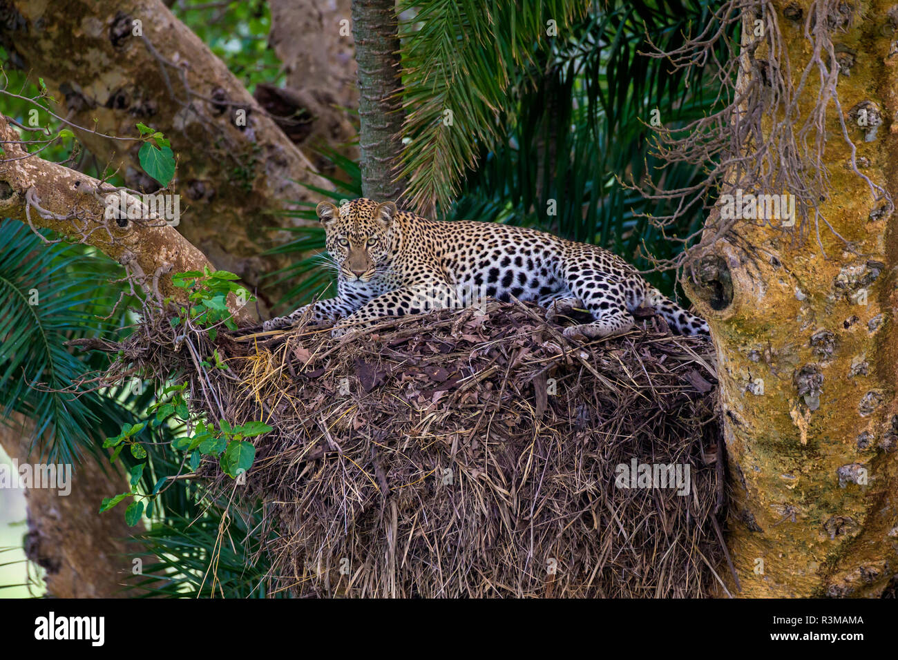 Africa. Tanzania. African leopard (Panthera pardus) in a tree ...