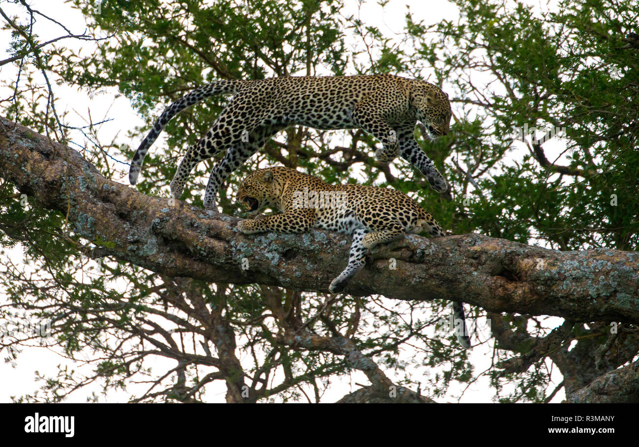 African leopards in tree hi-res stock photography and images - Alamy