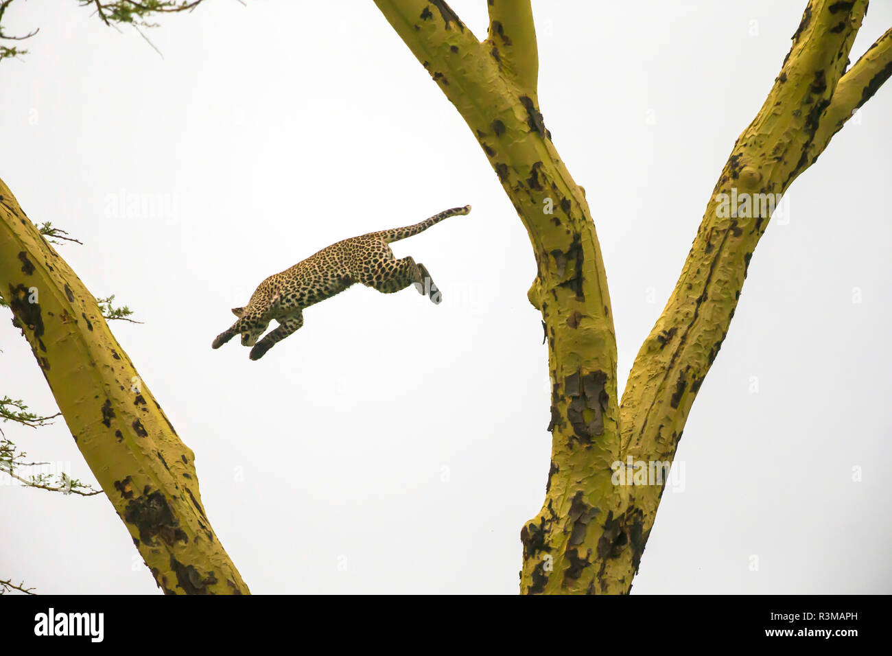 Leaping leopard hi-res stock photography and images - Alamy