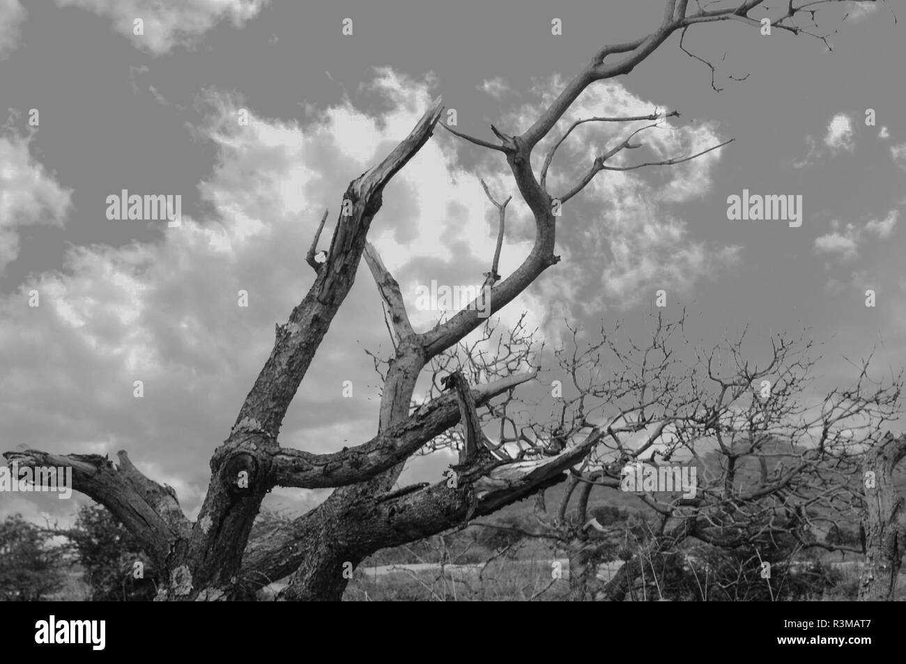 Black tree branches in the dark forest Stock Photo - Alamy