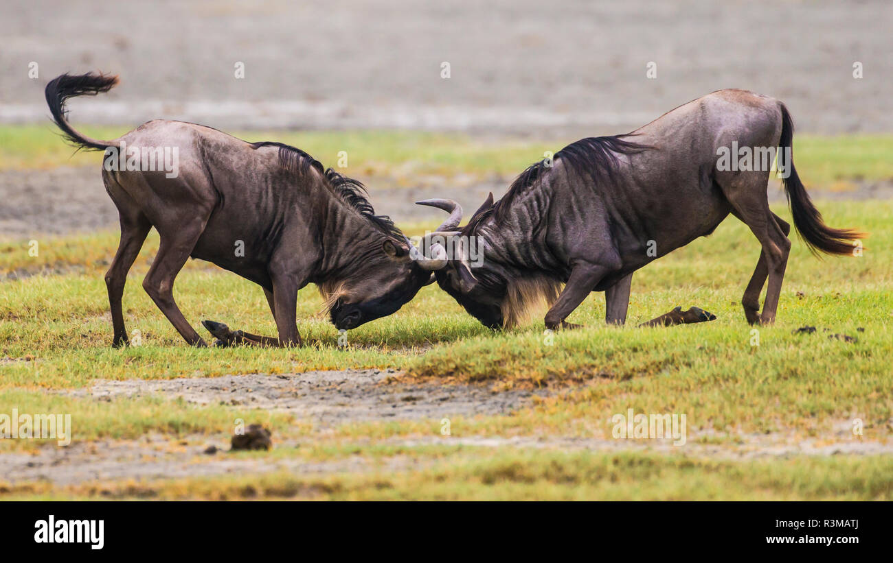 Africa. Tanzania. Wildebeest fighting during the annual Great Migration ...