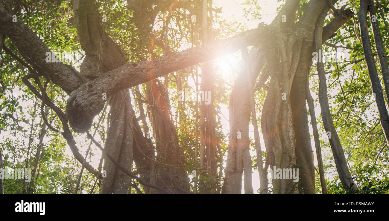 green forest background in a sunny Stock Photo - Alamy