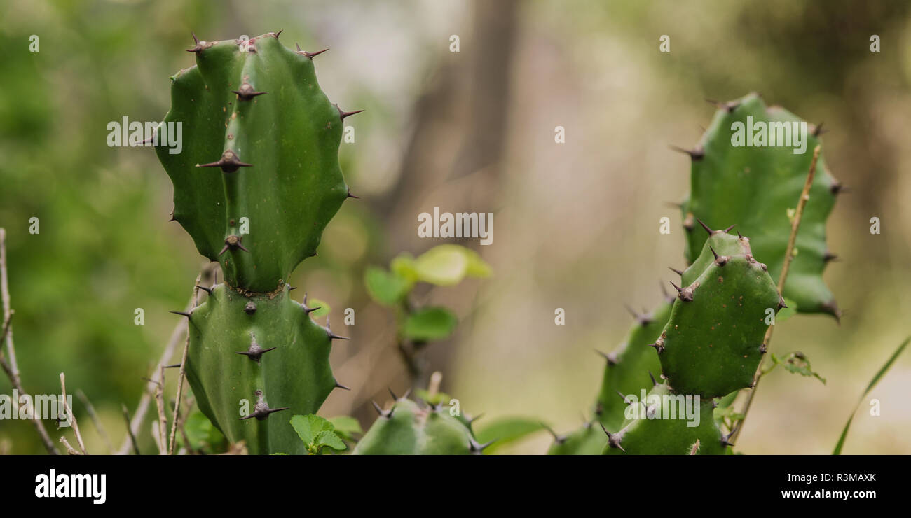 Cactus Plants With Indian Figs, nature Stock Photo - Alamy