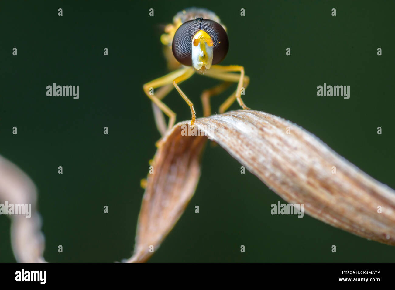 Macro close up shot of a yellow bee-like insect resting on a dry grass ...