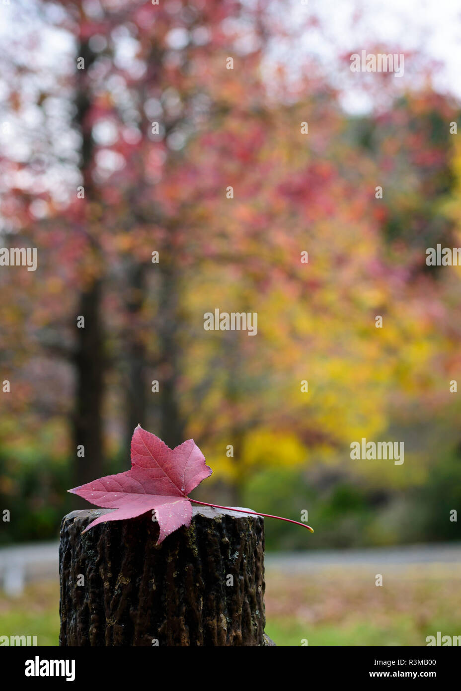 Japanese maple trees hi-res stock photography and images - Alamy