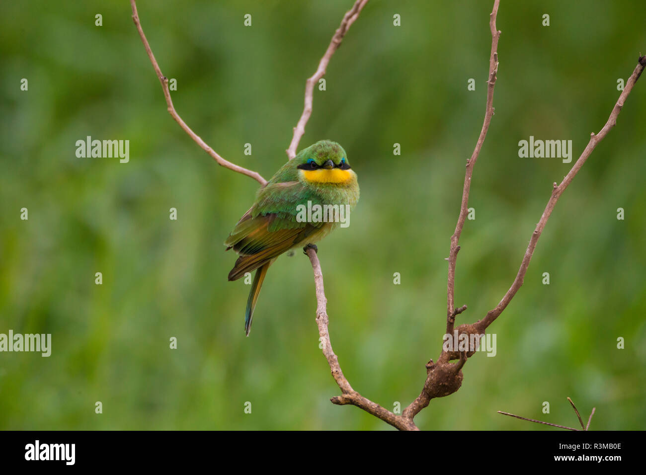 Africa. Tanzania. Little Bee-eater (Merops pusillus) at Ngorongoro ...