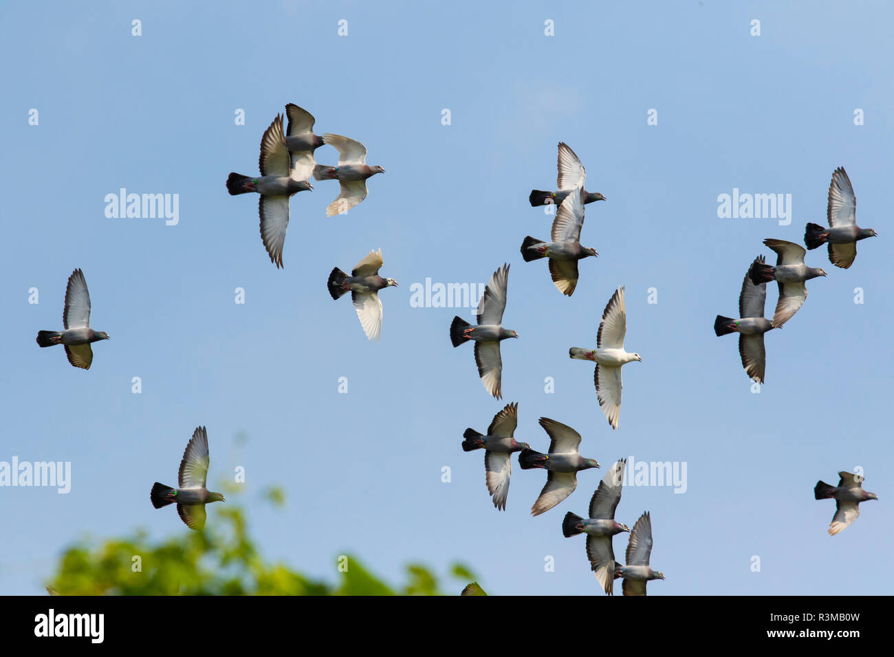 Flock wild pigeons against sky hi-res stock photography and images - Alamy