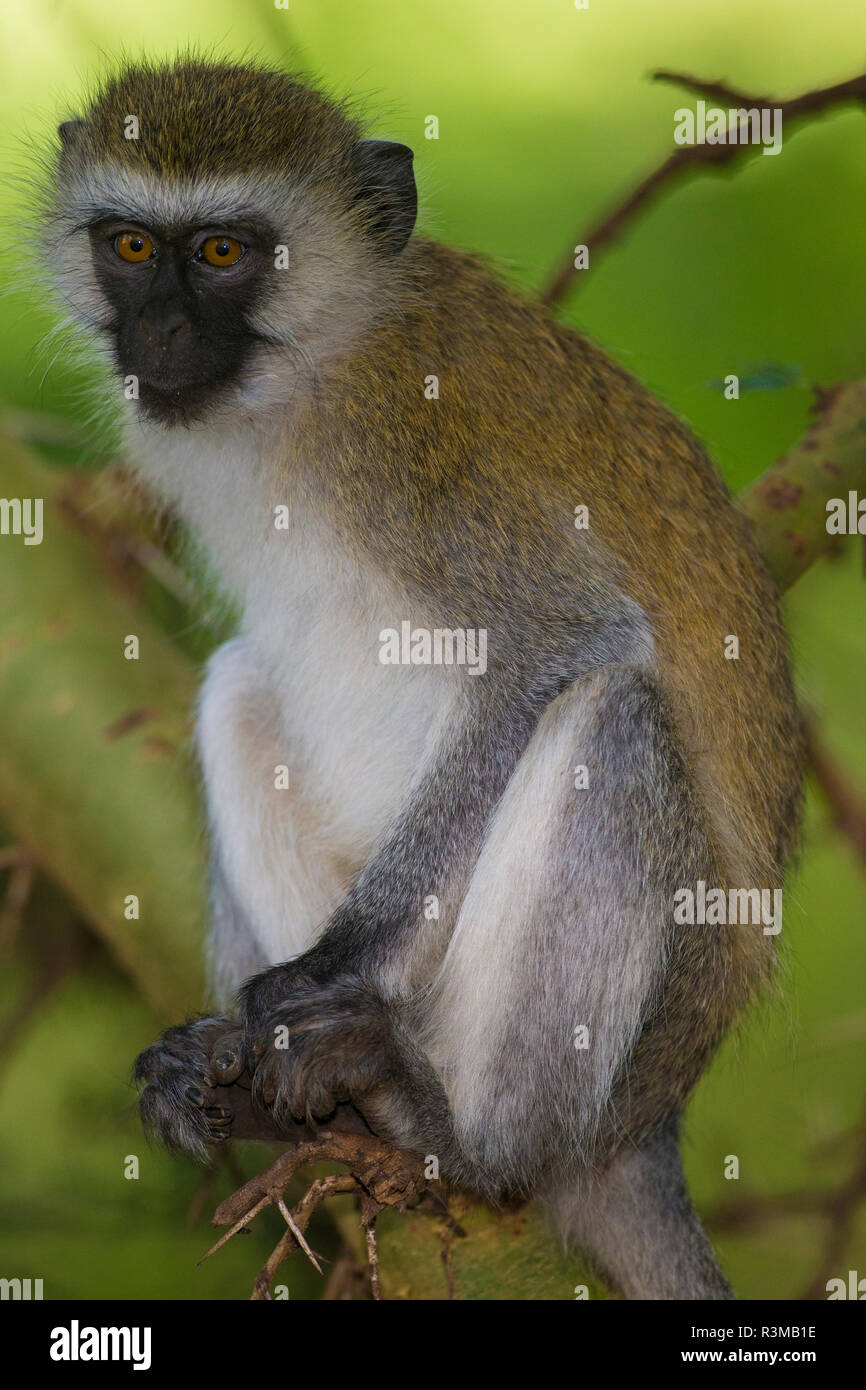 Africa. Tanzania. Vervet monkey (Chlorocebus pygerthrus) at Ngorongoro ...