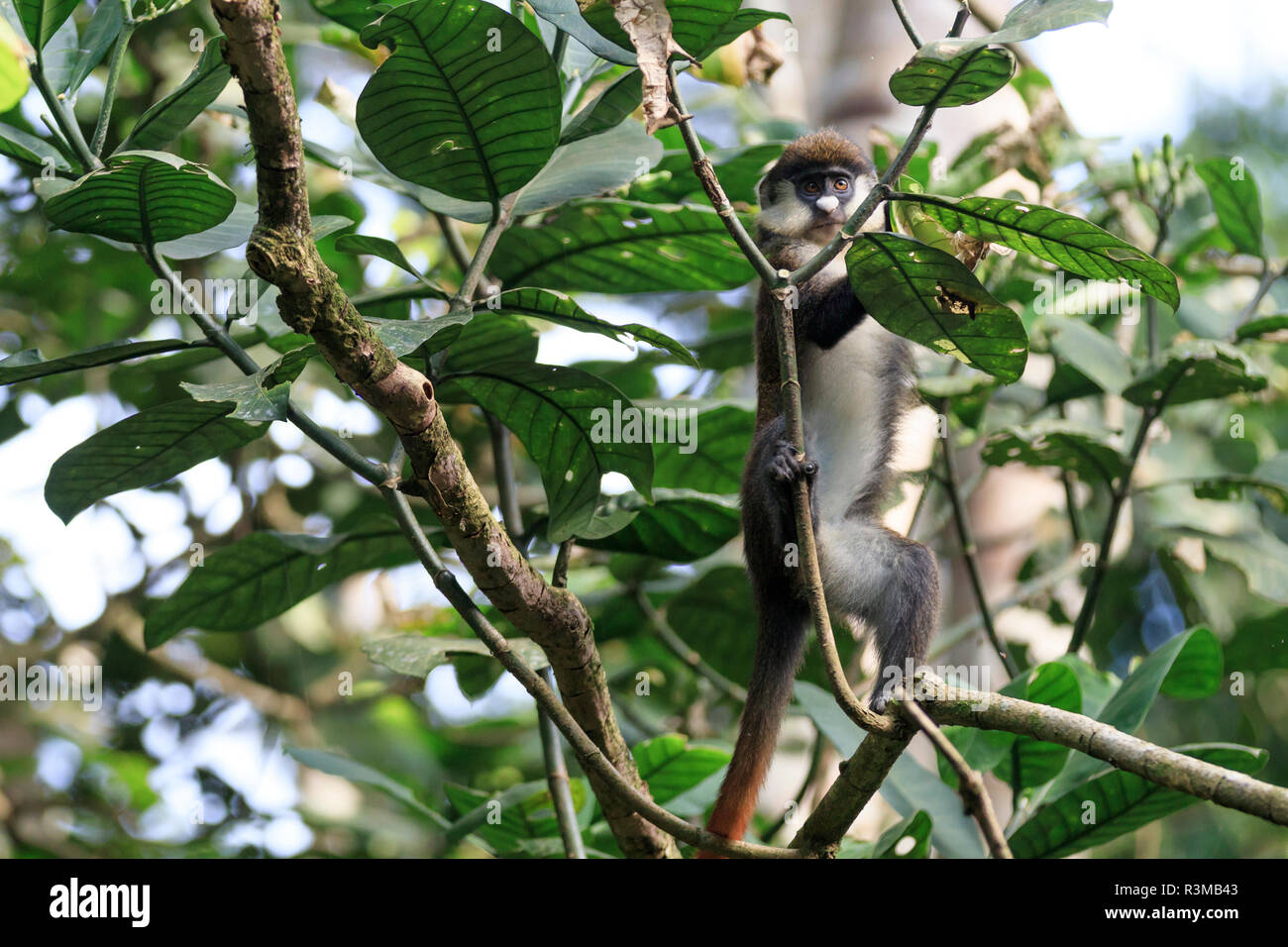 Africa, Uganda, Kibale Forest National Park. Red-tail Monkey ...
