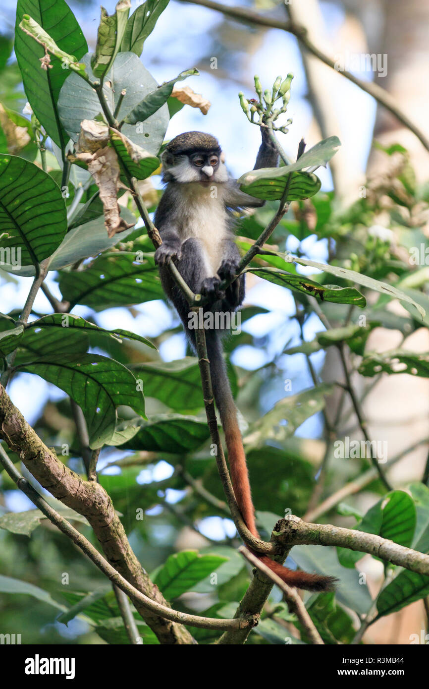 Red Tailed Monkey High Resolution Stock Photography and Images - Alamy