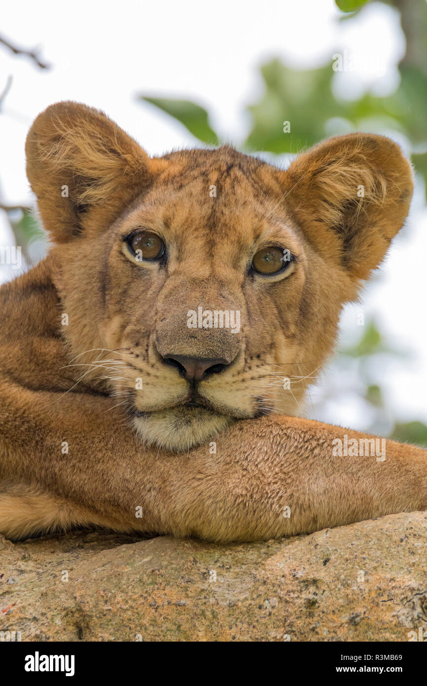 Africa, Uganda, Ishasha, Queen Elizabeth National Park. Lioness ...