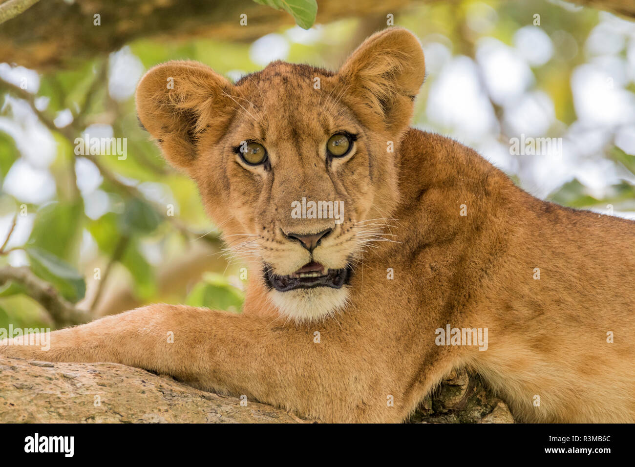 Africa, Uganda, Ishasha, Queen Elizabeth National Park. Lioness ...