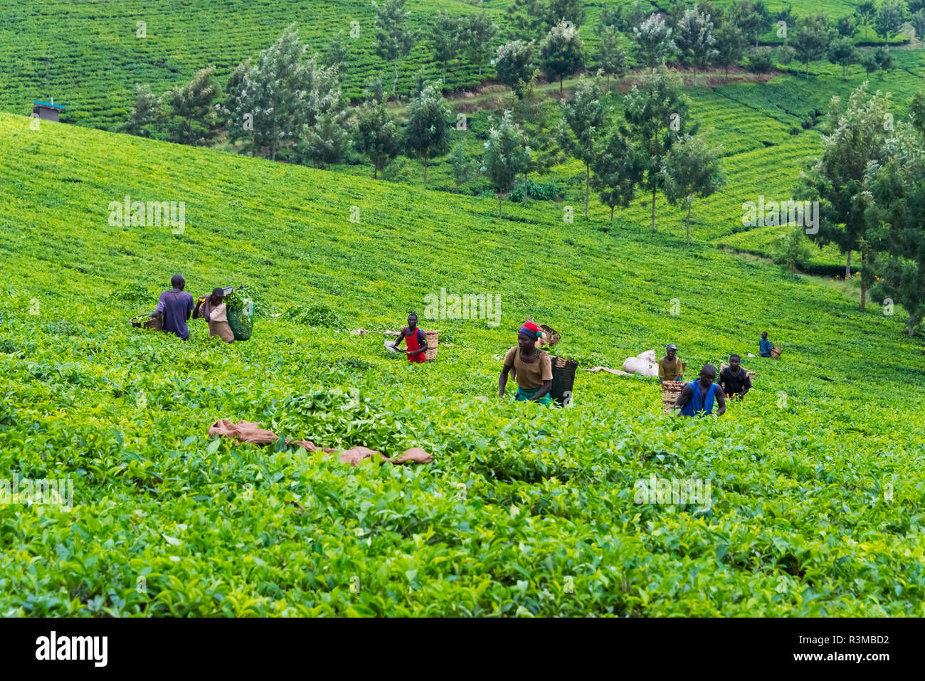 Farmers picking tea leaves at tea plantation, Kibale National Park ...