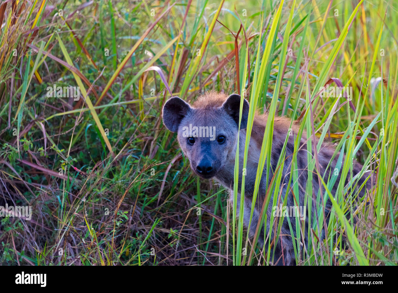 Hyena on the savanna, Queen Elizabeth II National Park, Uganda Stock ...