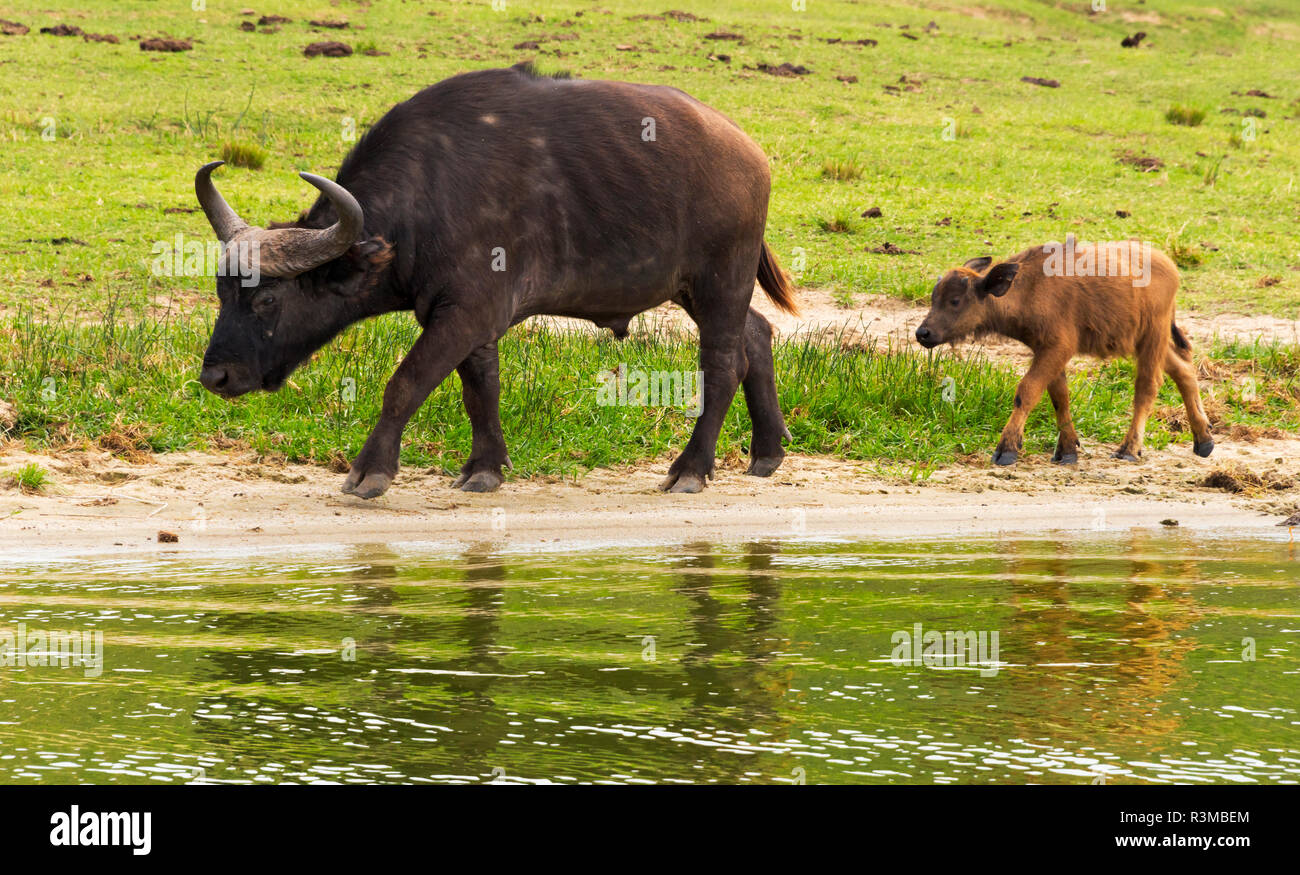 African Buffalo and calf in Kazinga Channel, Queen Elizabeth II ...